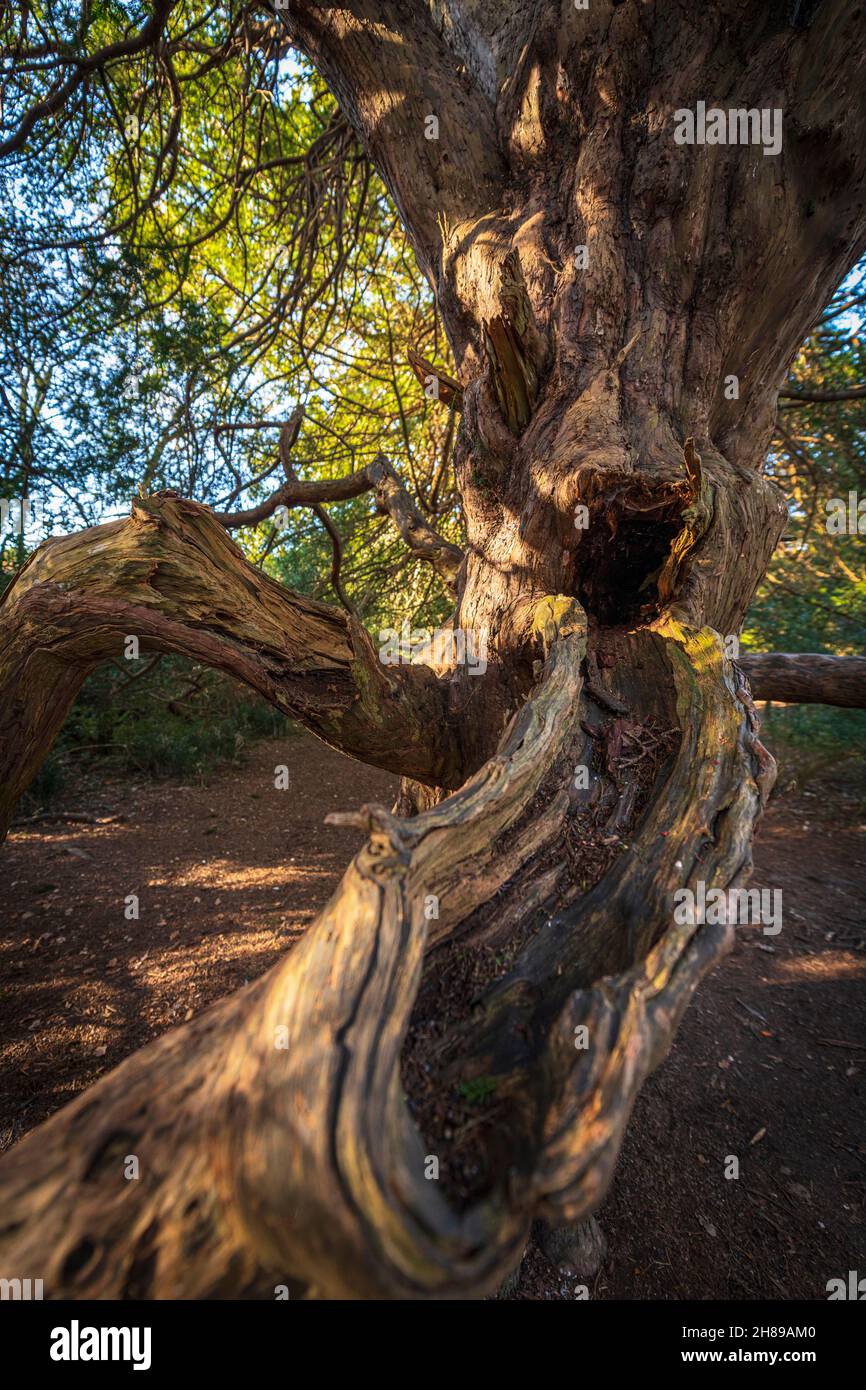 A hollow branch in an ancient Yew Tree in Kingley Vale, West Sussex ...