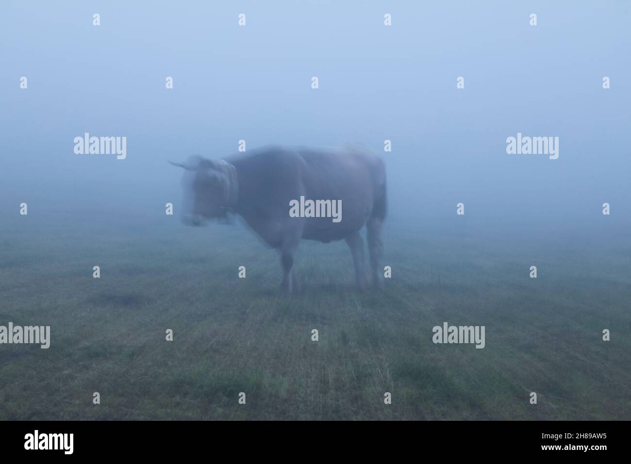 Lone cow in the mist, shot with zooming effect at dawn (lens movement ...