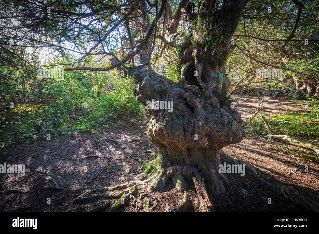 Ancient Yew Tree in Kingley Vale nature reserve, West Sussex. Uk Stock ...