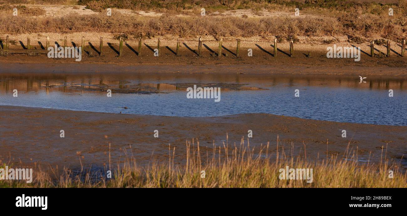 Old wooden posts seen in the ground of Pagham Harbour Nature Reserve ...
