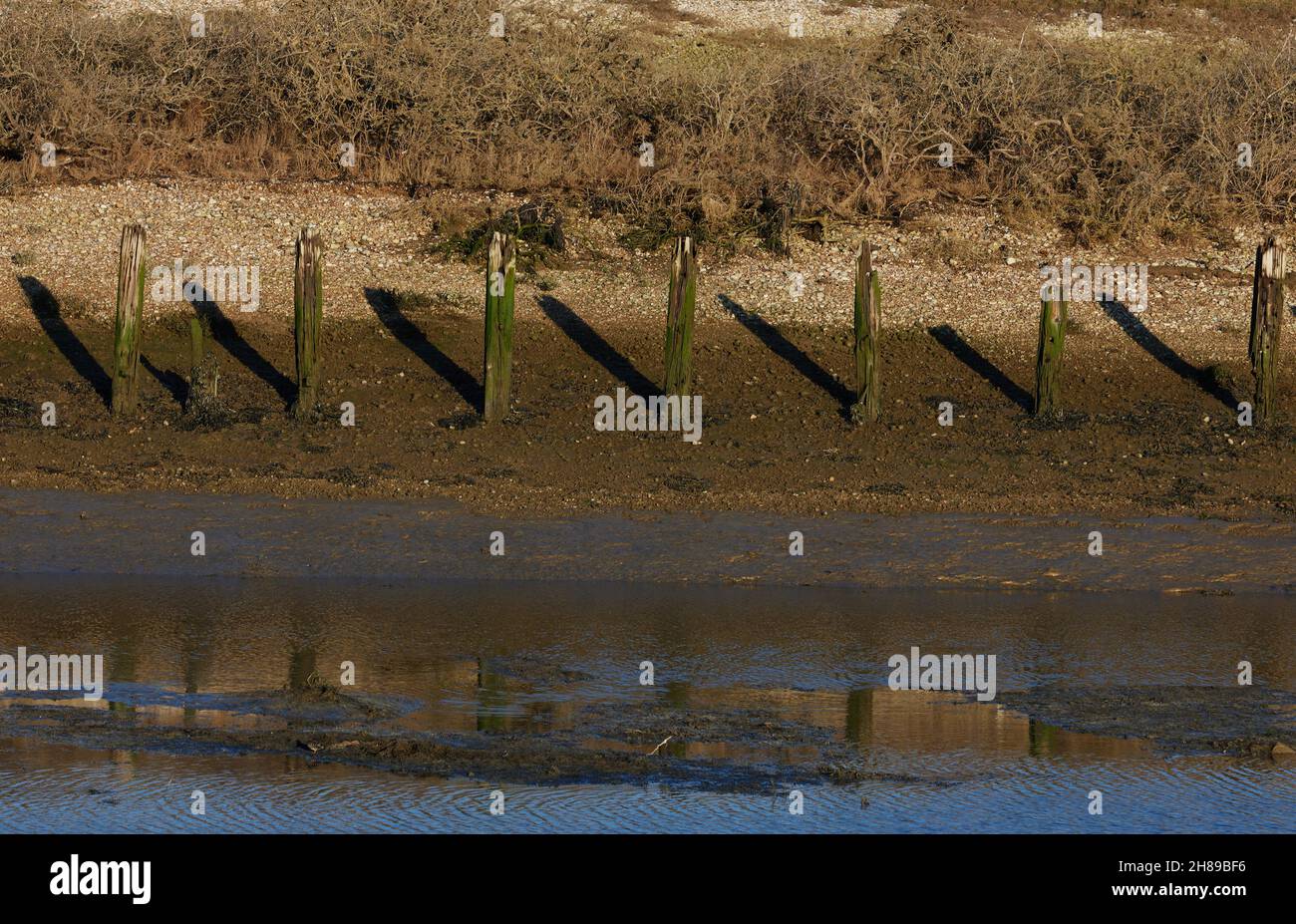 Old wooden posts seen in the ground of Pagham Harbour Nature Reserve ...