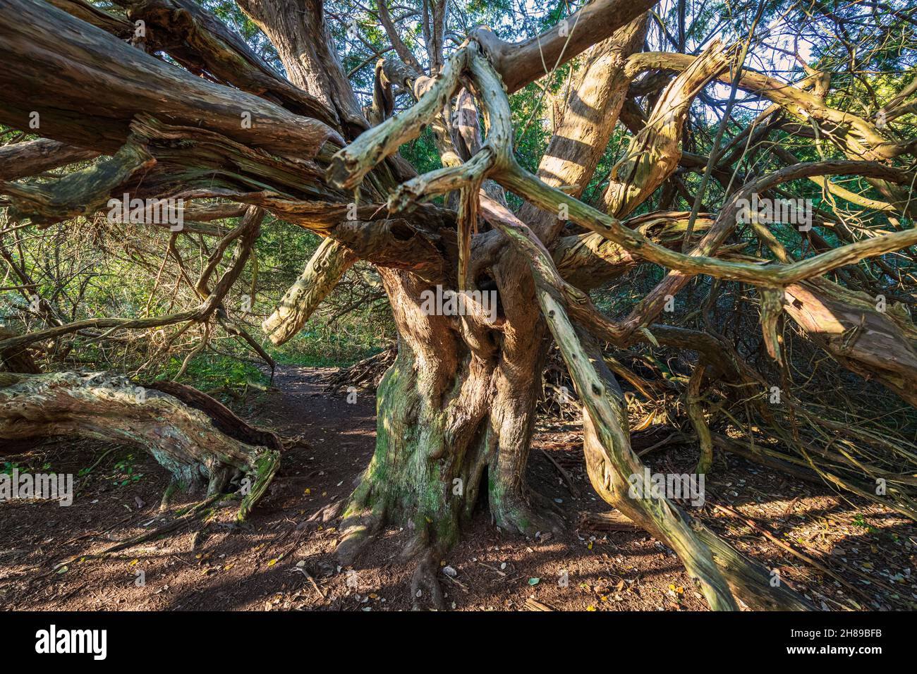 An ancient Yew Tree in Kingley Vale Nature Reserve, West Sussex ...