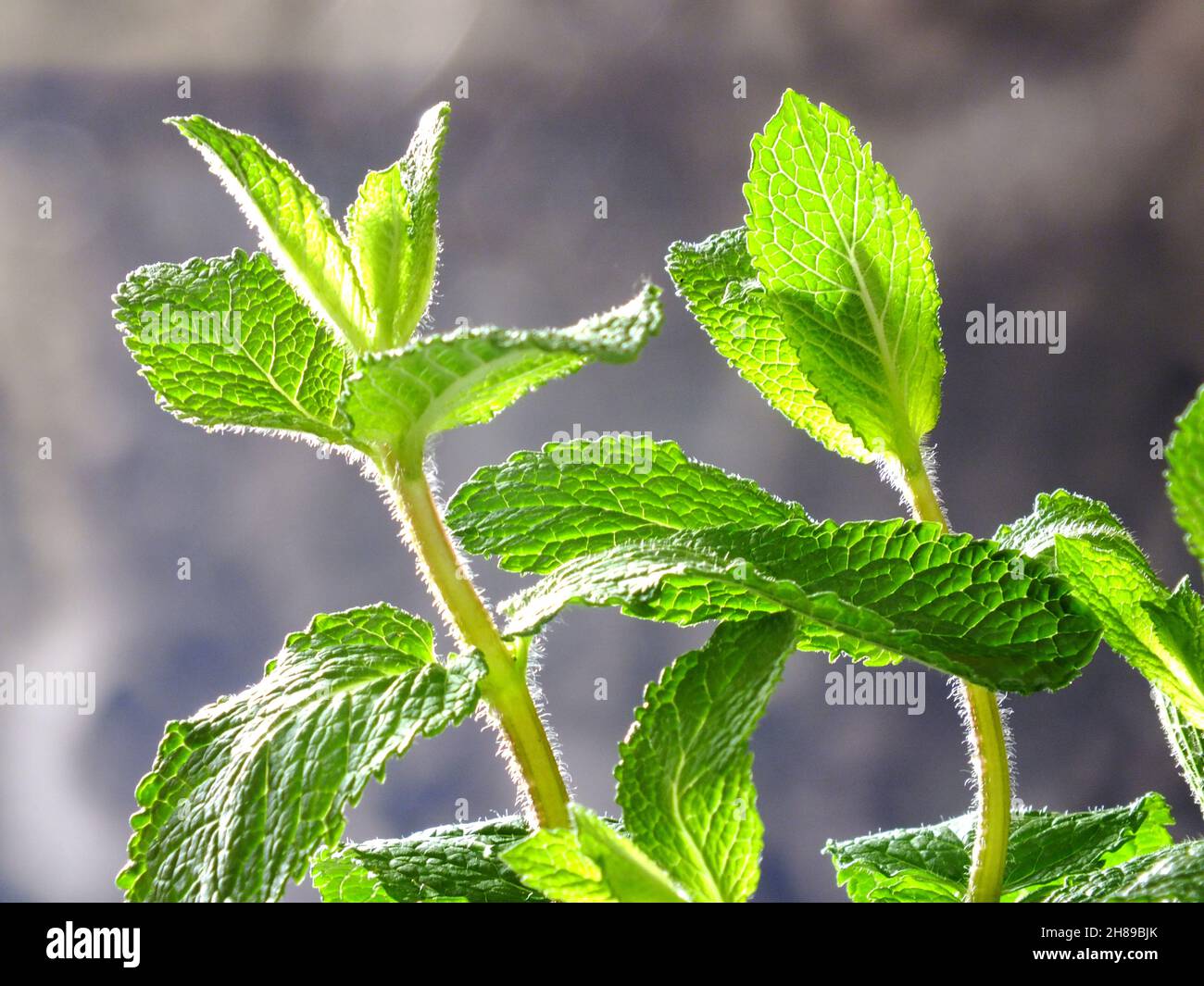 Hot mint hi-res stock photography and images - Alamy