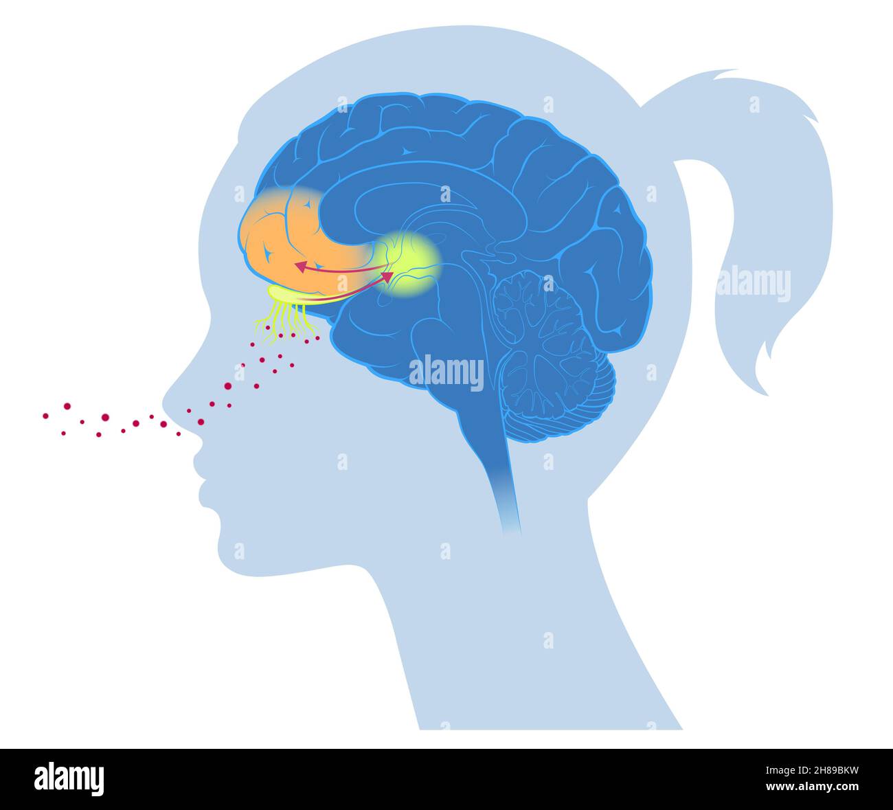 Olfactory cortex Cut Out Stock Images & Pictures - Alamy