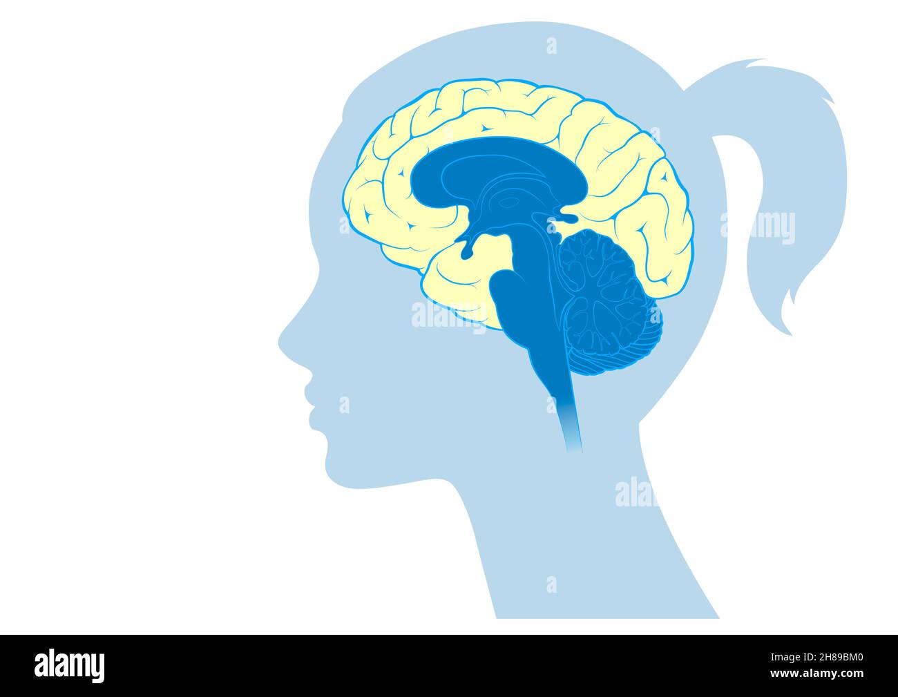 Neocortex brain Cut Out Stock Images & Pictures - Alamy