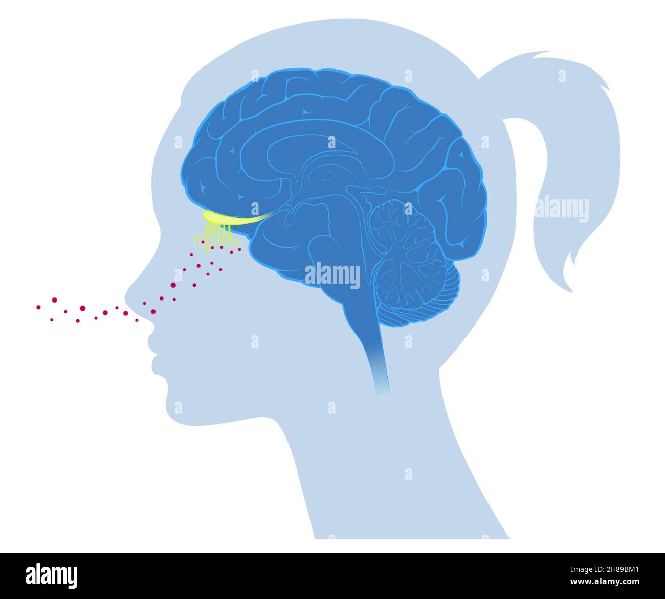 Human brain anatomy olfactory hi-res stock photography and images - Alamy