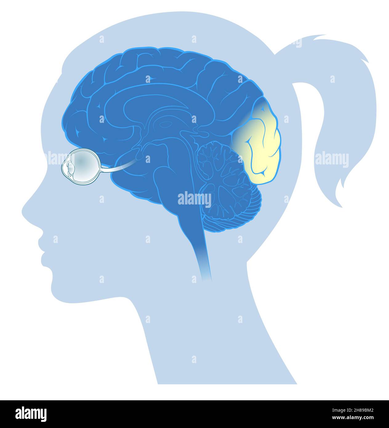 Brain area vision Stock Photo - Alamy