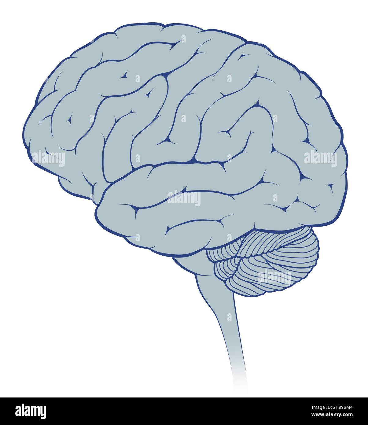 Human brain illustration colour hi-res stock photography and images - Alamy