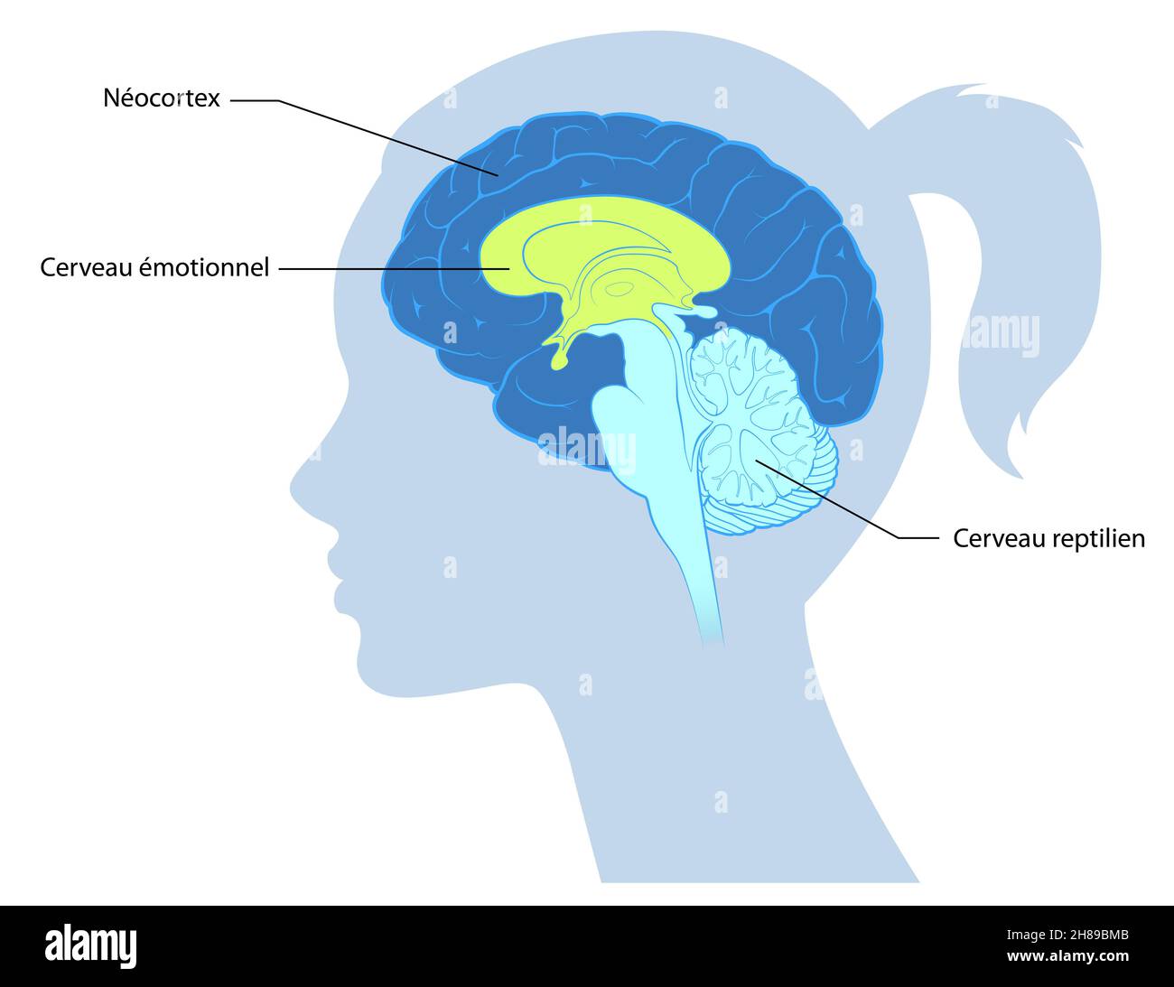 Human brain side view hi-res stock photography and images - Alamy