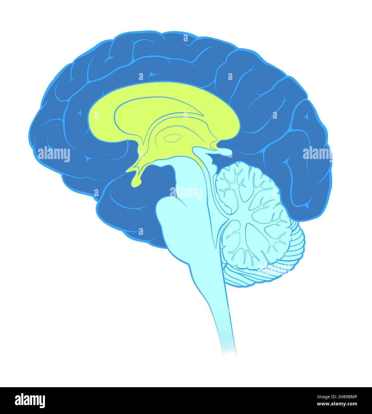 Human brain illustration colour hi-res stock photography and images - Alamy