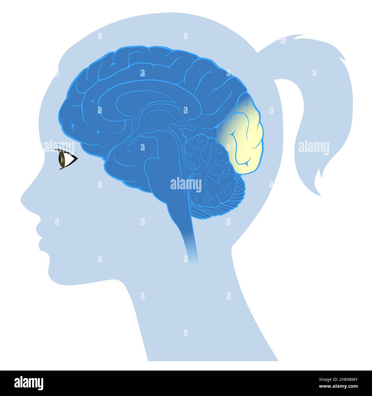 Brain area vision Stock Photo - Alamy