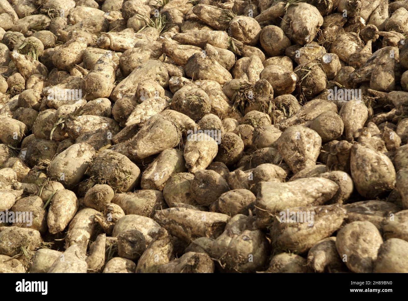 Food crop cultures hi-res stock photography and images - Alamy