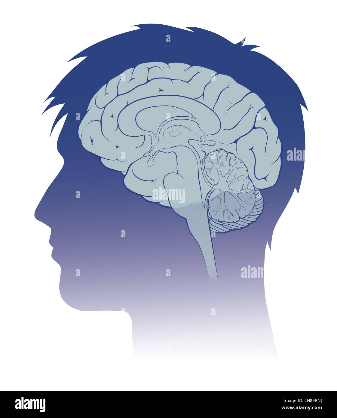 Human brain cut Stock Photo - Alamy