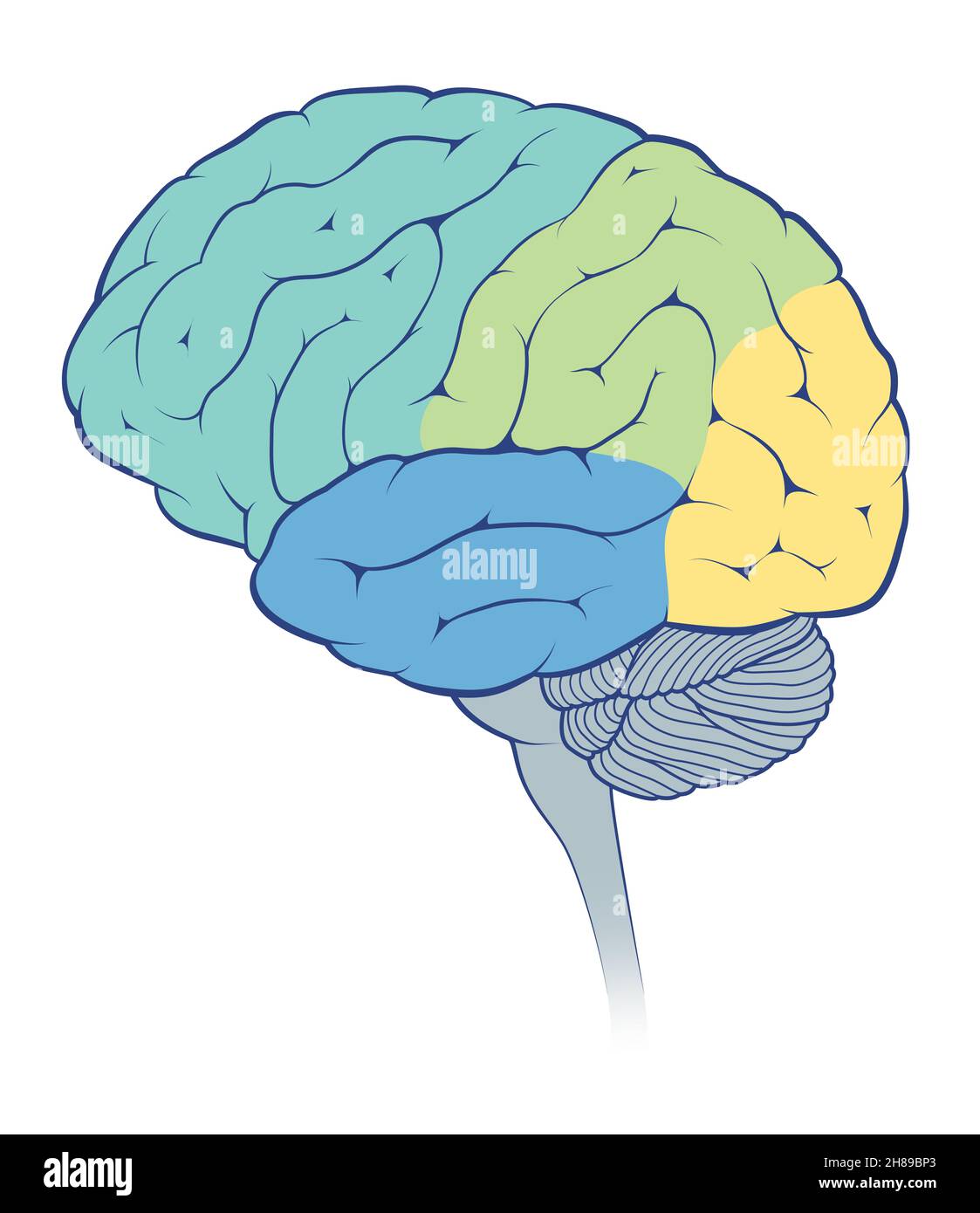 Temporal lobe brain stem hi-res stock photography and images - Alamy