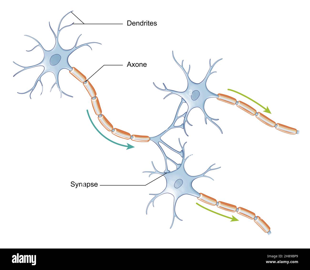 Neural communication hi-res stock photography and images - Alamy