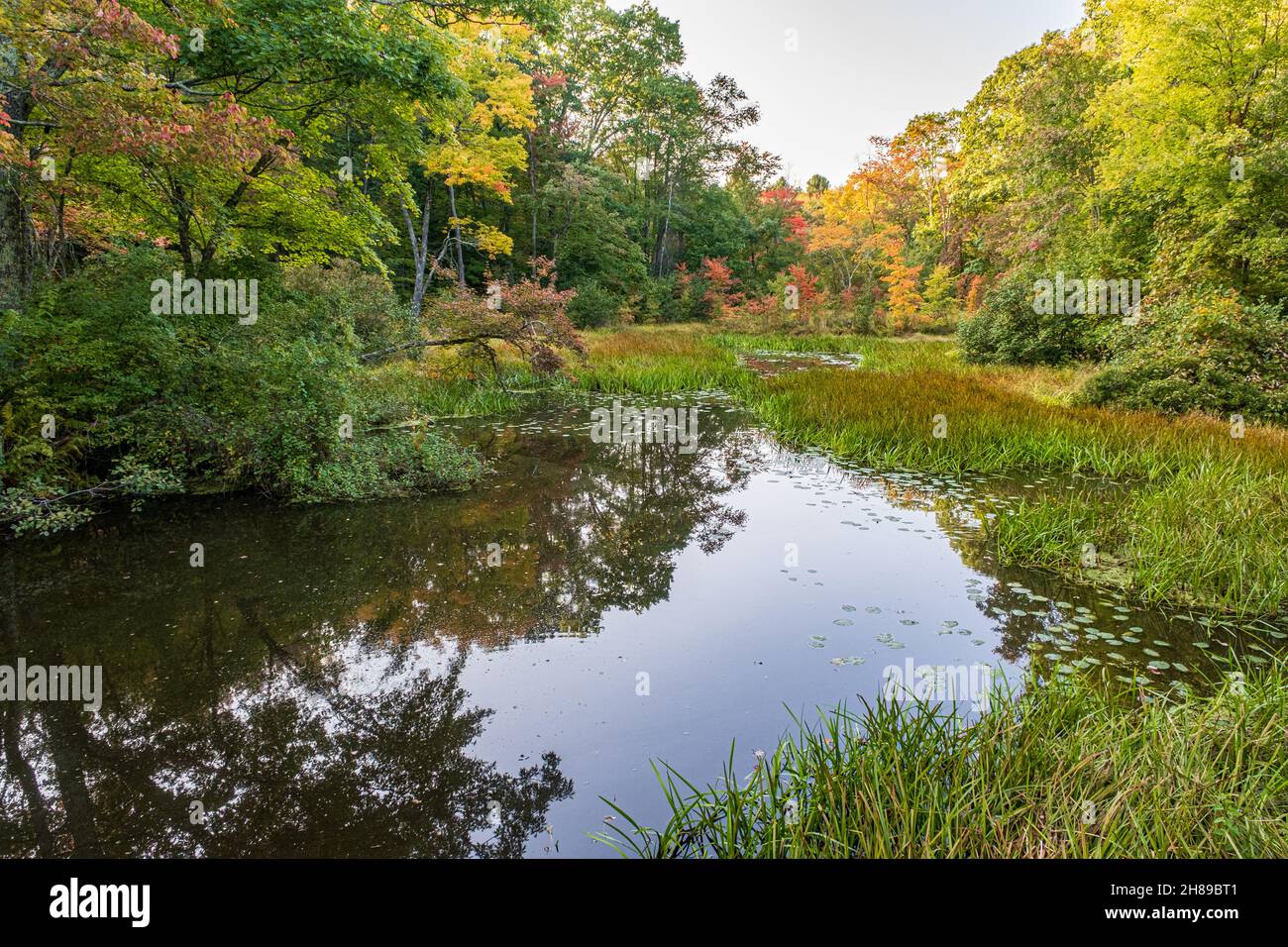 Small pond hi-res stock photography and images - Alamy