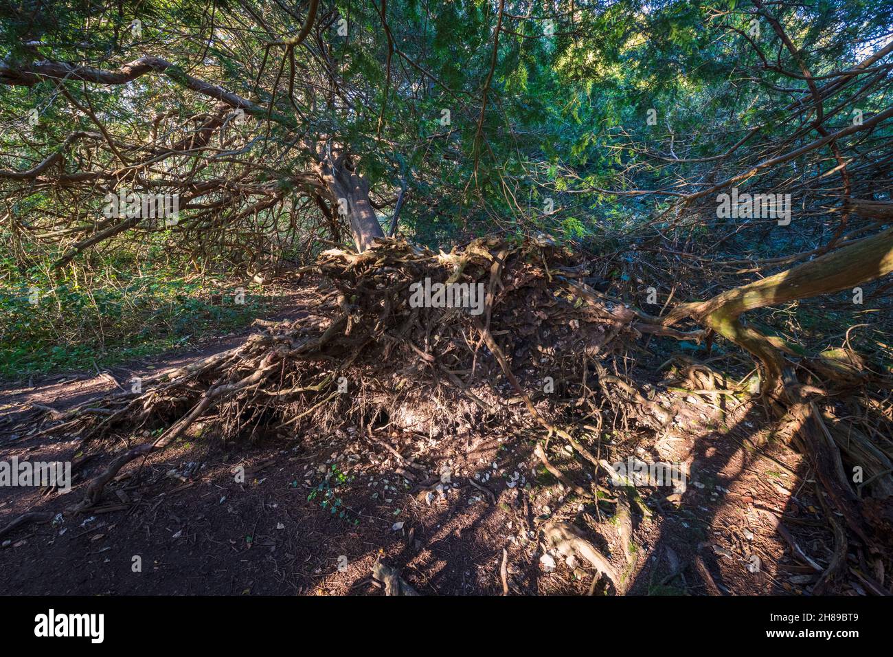 Tangled exposed roots hi-res stock photography and images - Alamy