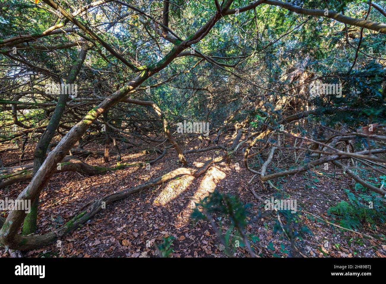 A fallen tree Yew at Kingley Vale Nature Reserve, West Sussex, England ...