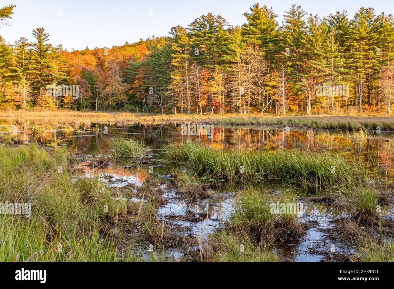 Environment nelson hi-res stock photography and images - Alamy