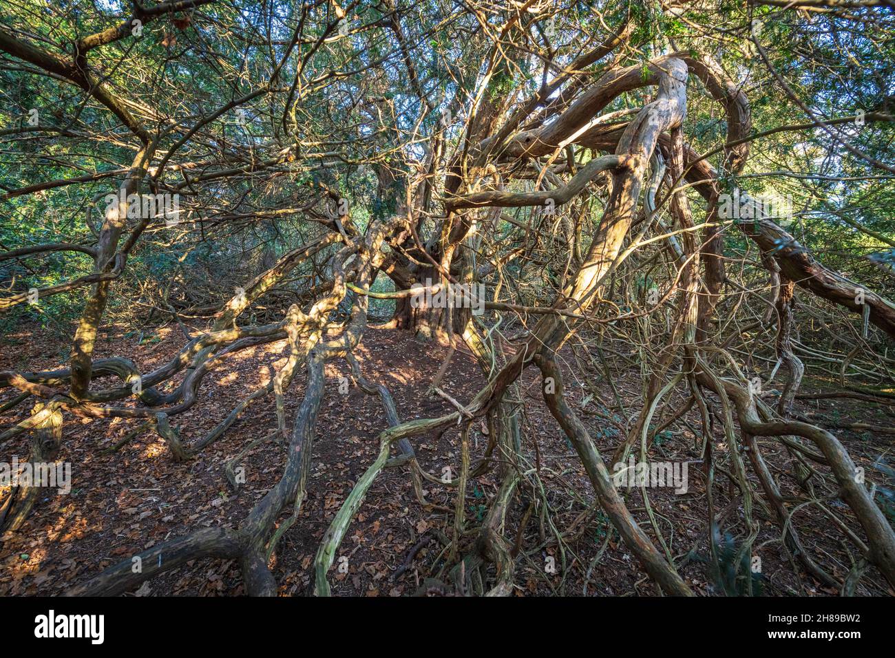 An ancient Yew Tree at Kingley Vale Nature Reserve, West Sussex ...