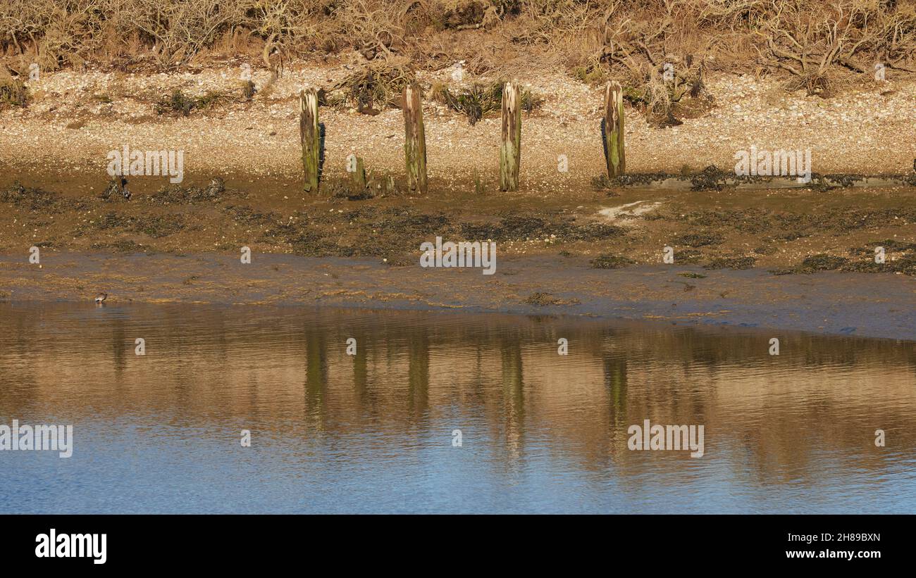 Old wooden posts seen in the ground of Pagham Harbour Nature Reserve ...