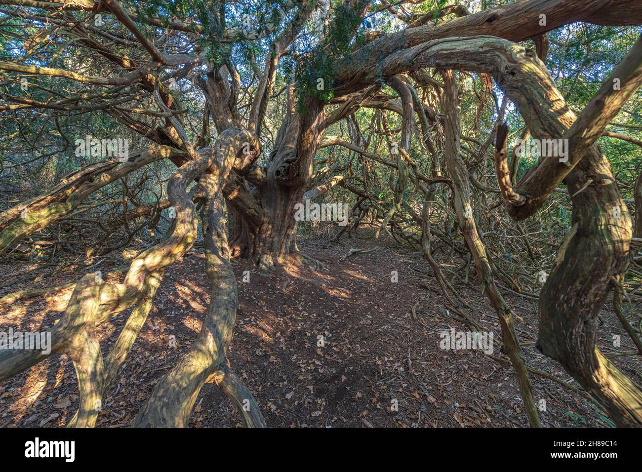 An ancient Yew Tree at Kingley Vale Nature Reserve, West Sussex ...