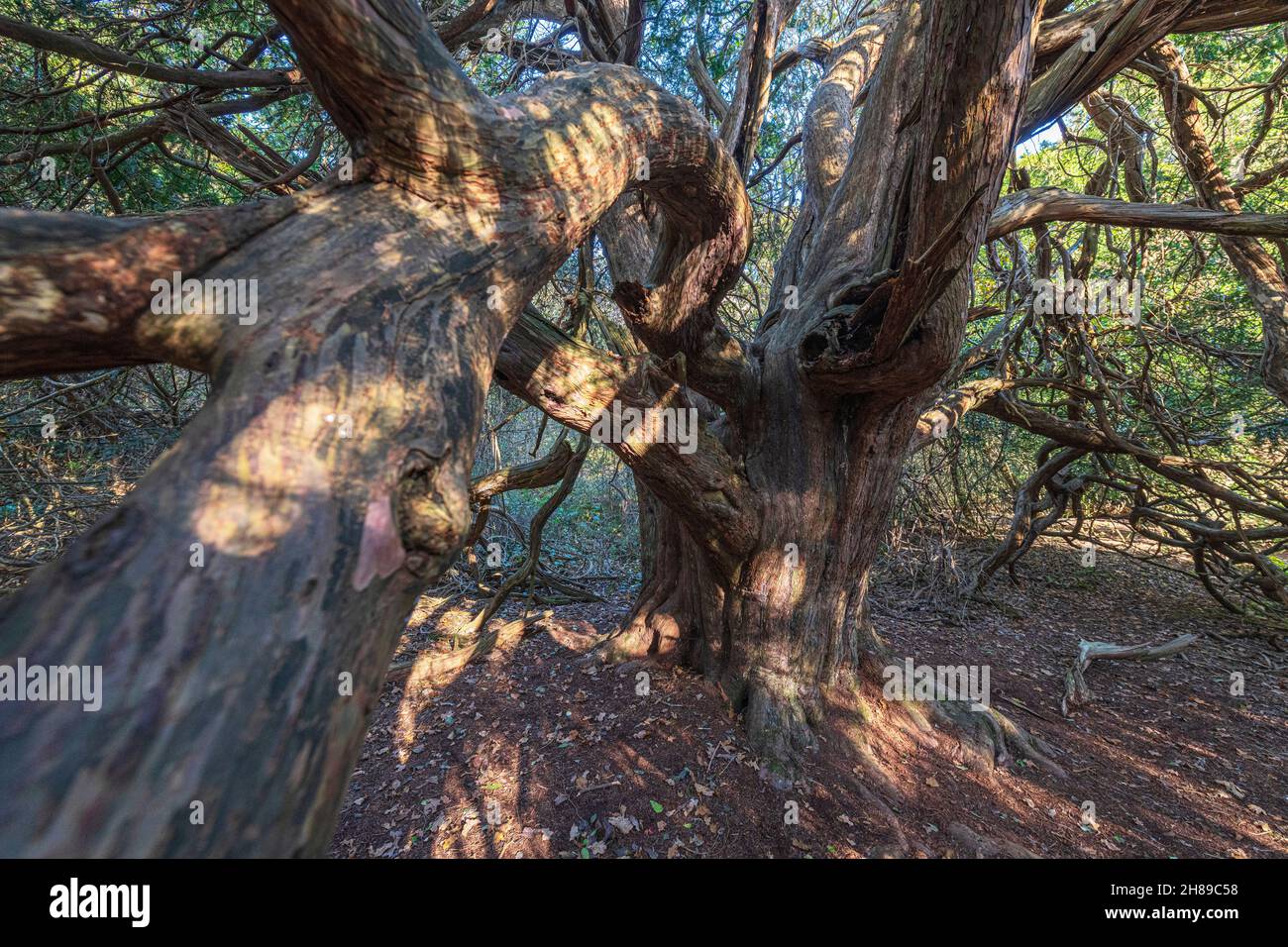 Spooky tree bark hi-res stock photography and images - Alamy