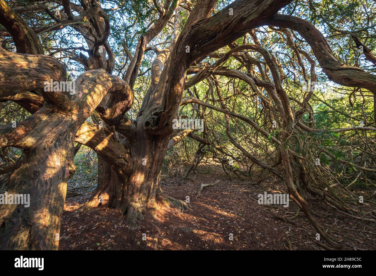 An ancient Yew Tree at Kingley Vale Nature Reserve, West Sussex ...