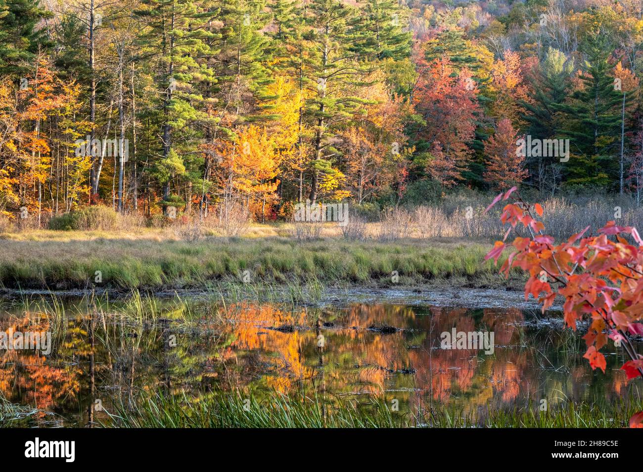 Environment nelson hi-res stock photography and images - Alamy