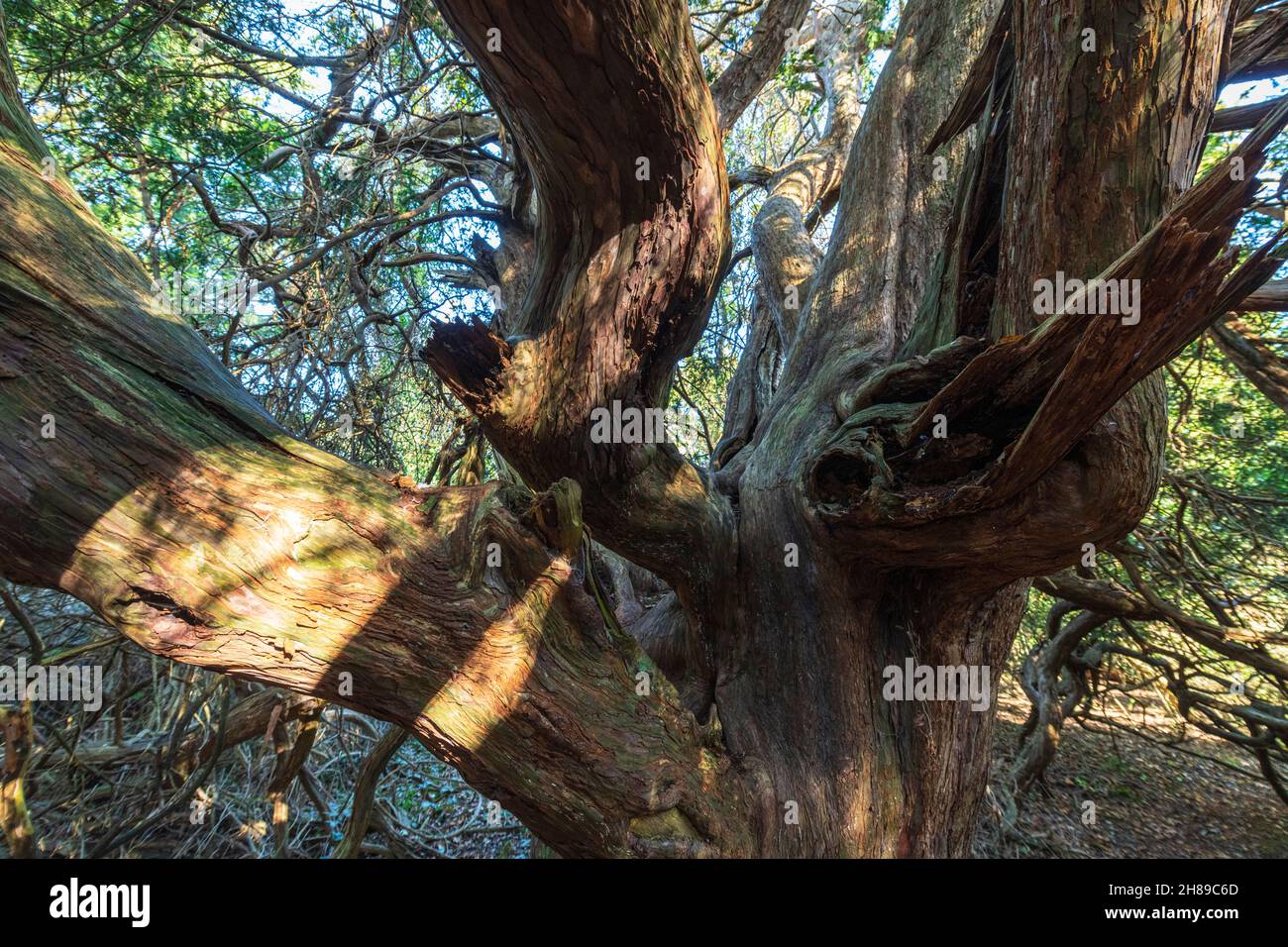 An ancient Yew Tree at Kingley Vale Nature Reserve, West Sussex ...