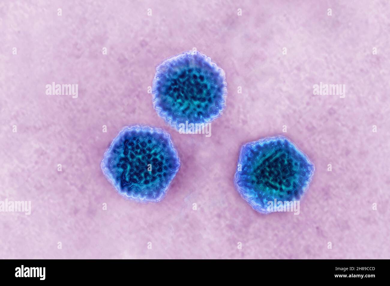 Ear Microscope High Resolution Stock Photography and Images - Alamy