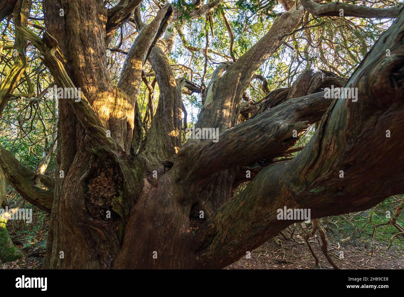 An ancient Yew Tree at Kingley Vale Nature Reserve, West Sussex ...