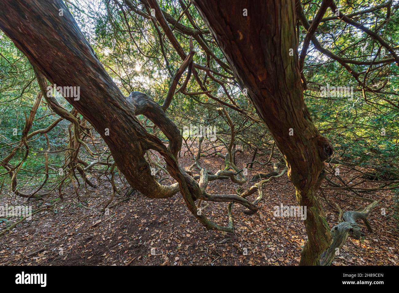 The branches of an ancient Yew Tree at Kingley Vale Nature Reserve ...