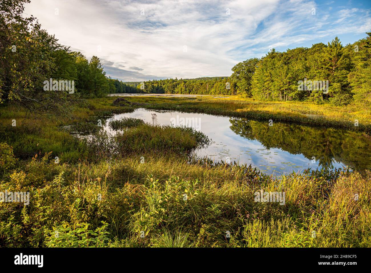 Pond pond hi-res stock photography and images - Alamy