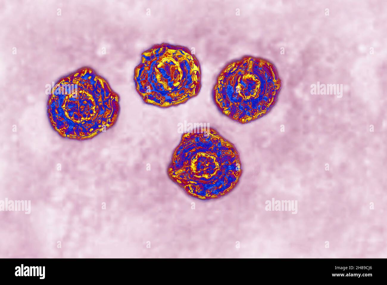 Hepatitis c virus Stock Photo - Alamy
