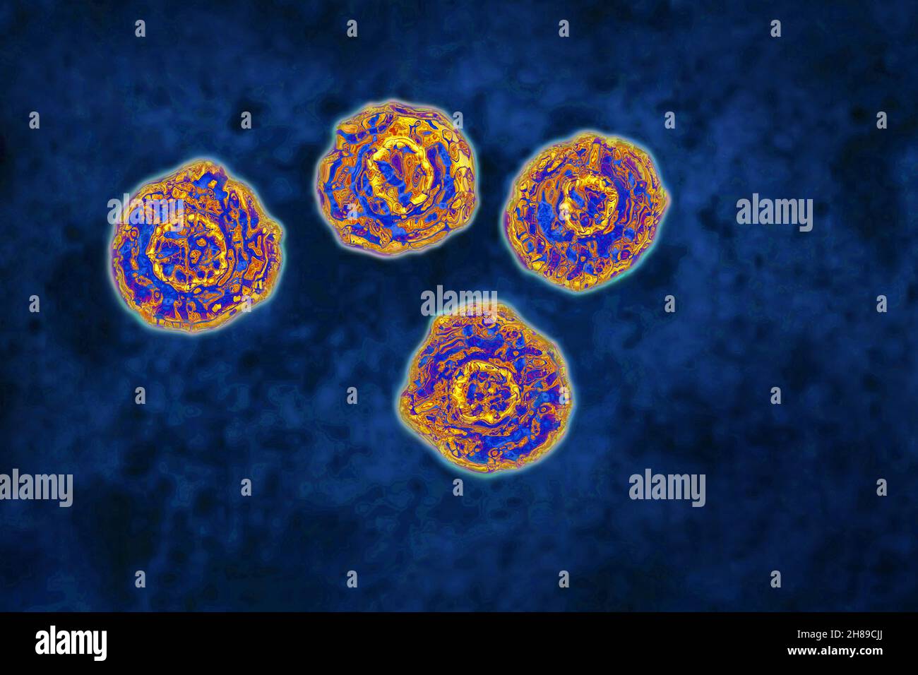 Hepatitis c virus microscope hi-res stock photography and images - Alamy