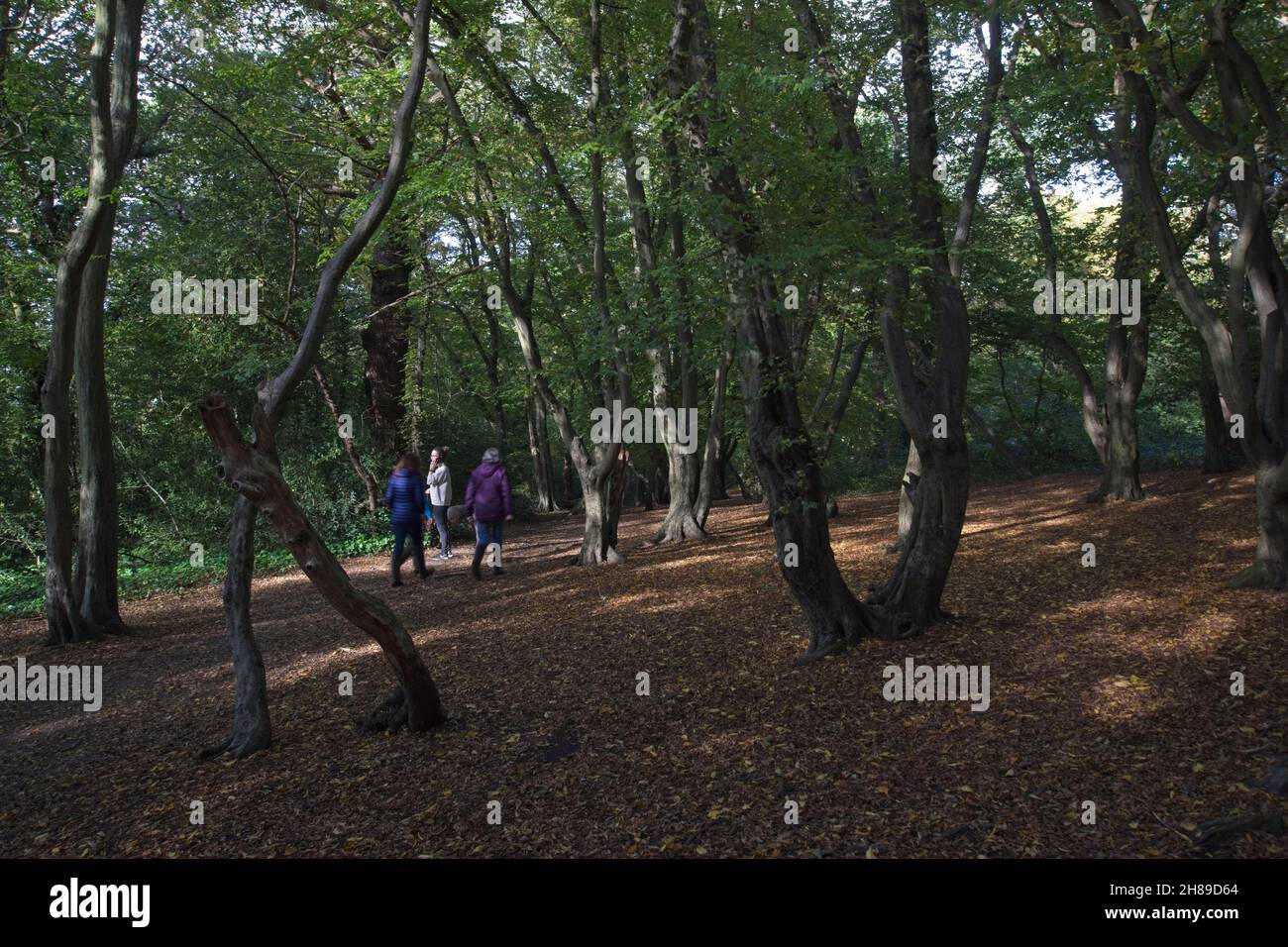 Group of people among autumn leaves Stock Photo - Alamy