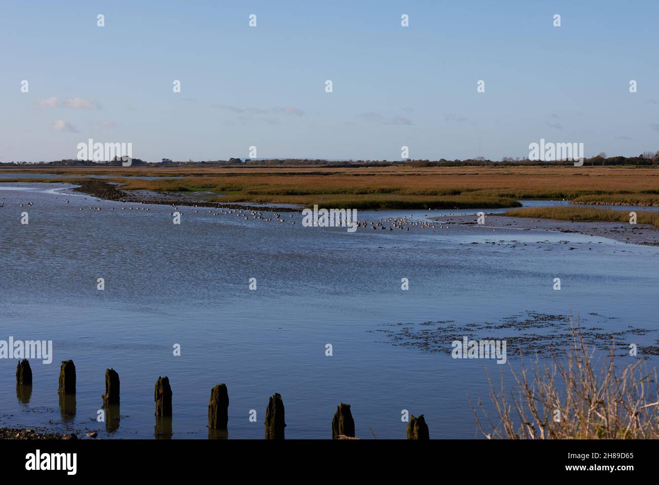 Large stream seen at high tide in Pagham Harbour Nature Reserve Stock ...
