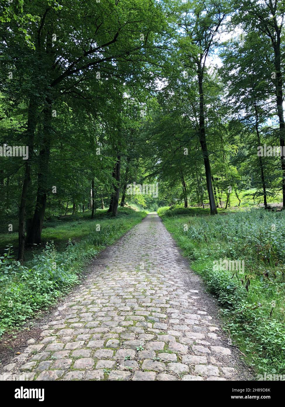 Paved path lined with vegetation in summer Stock Photo - Alamy