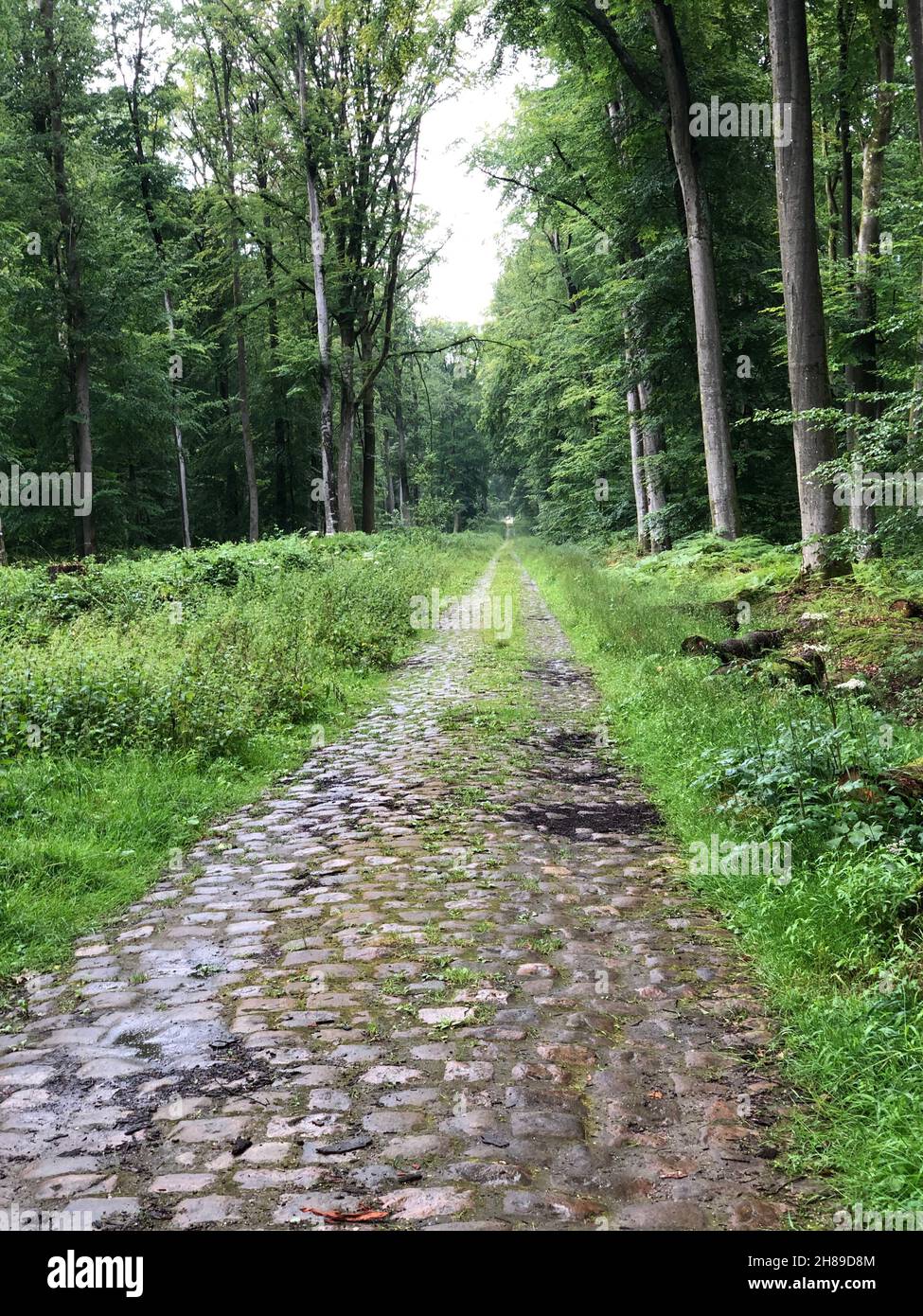 Vegetations vegetation hi-res stock photography and images - Alamy