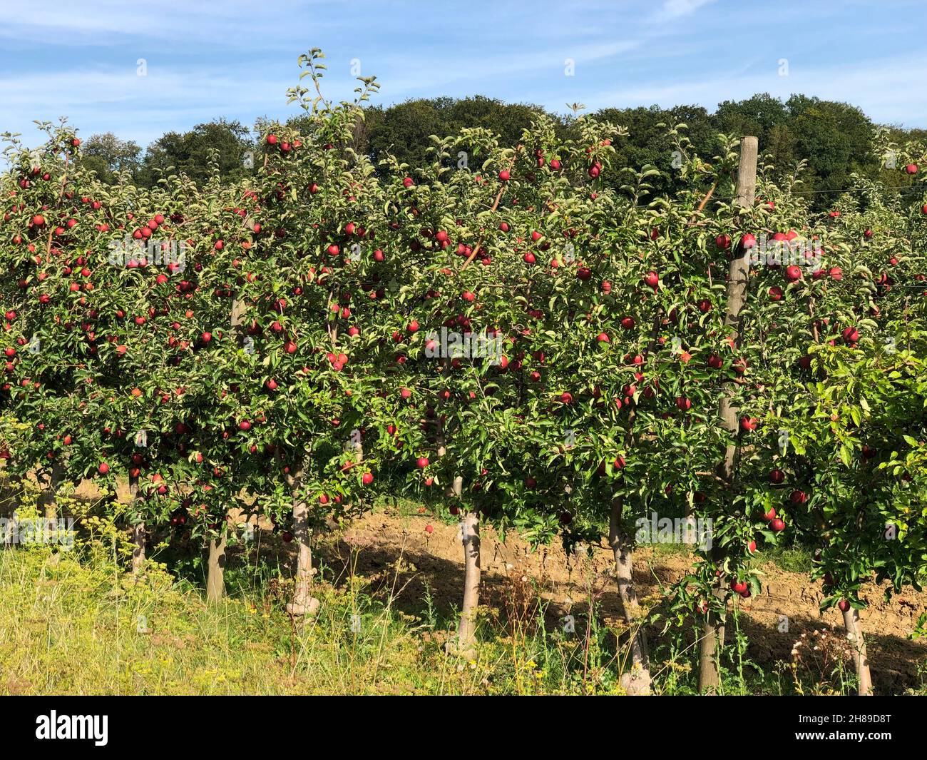 Orchard environment hi-res stock photography and images - Alamy