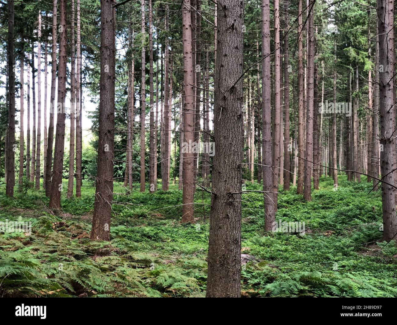 Forest soil plants hi-res stock photography and images - Alamy