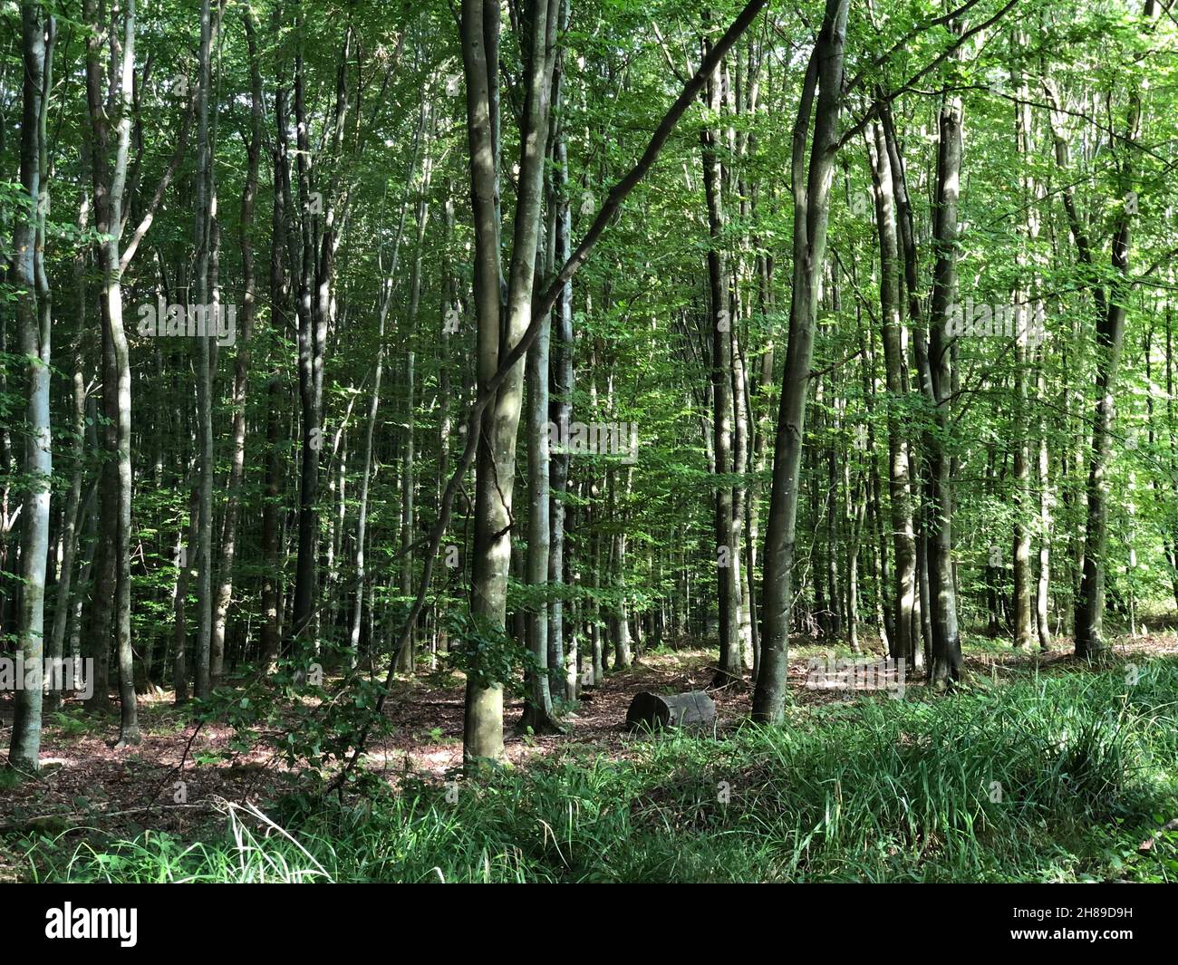 Scenic undergrowth hi-res stock photography and images - Alamy