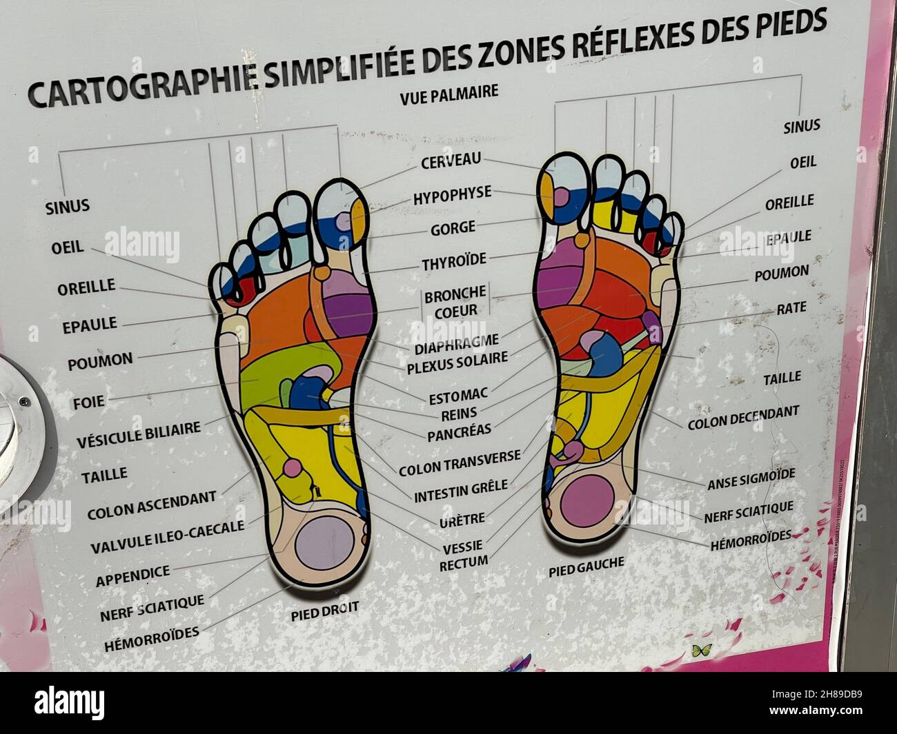 Human Body Limb High Resolution Stock Photography and Images - Alamy