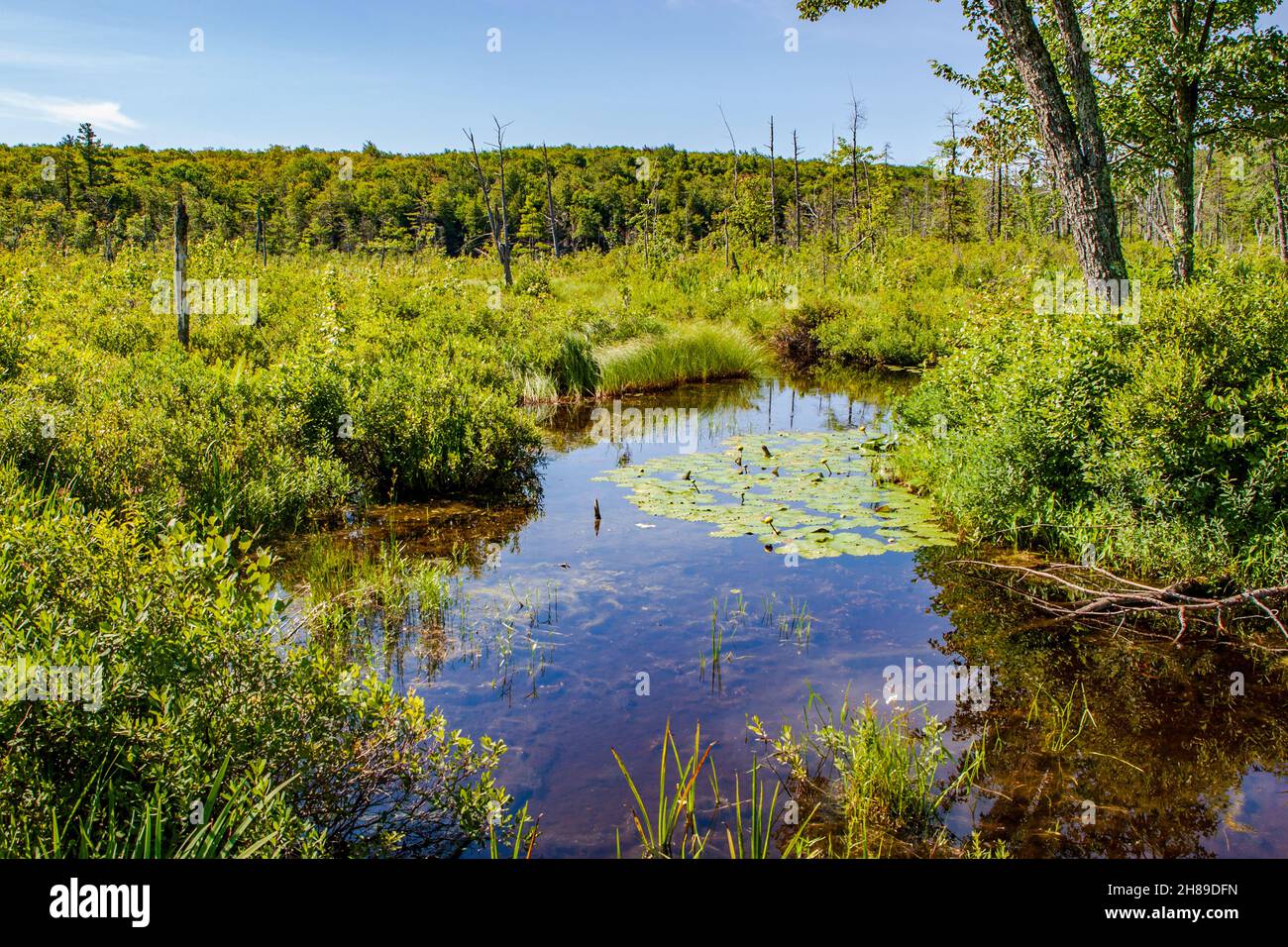 Hawley Bog in Western Massachusetts Stock Photo - Alamy