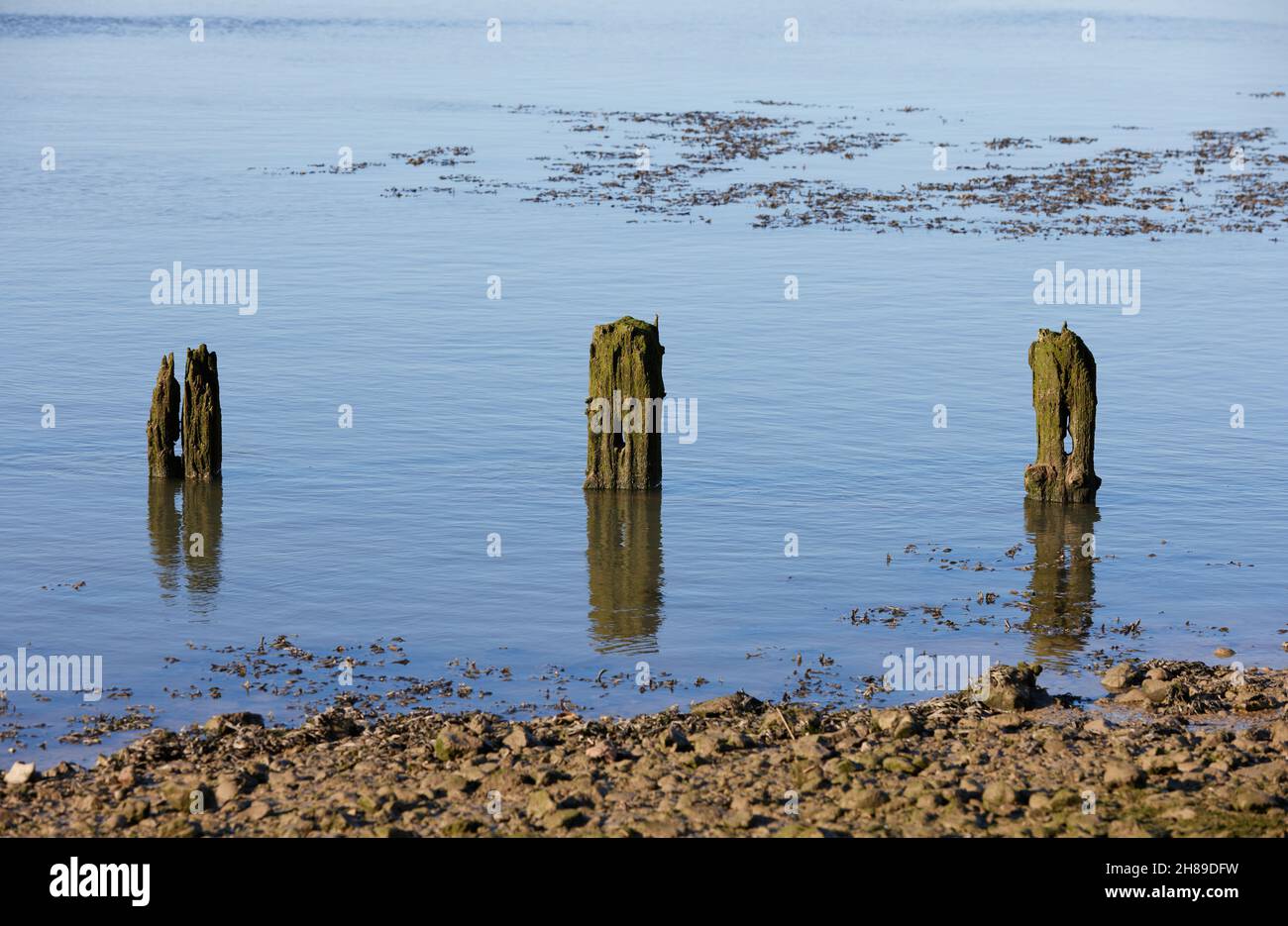 Old wooden structures seen in Pagham Harbour Nature Reserve as remnants ...