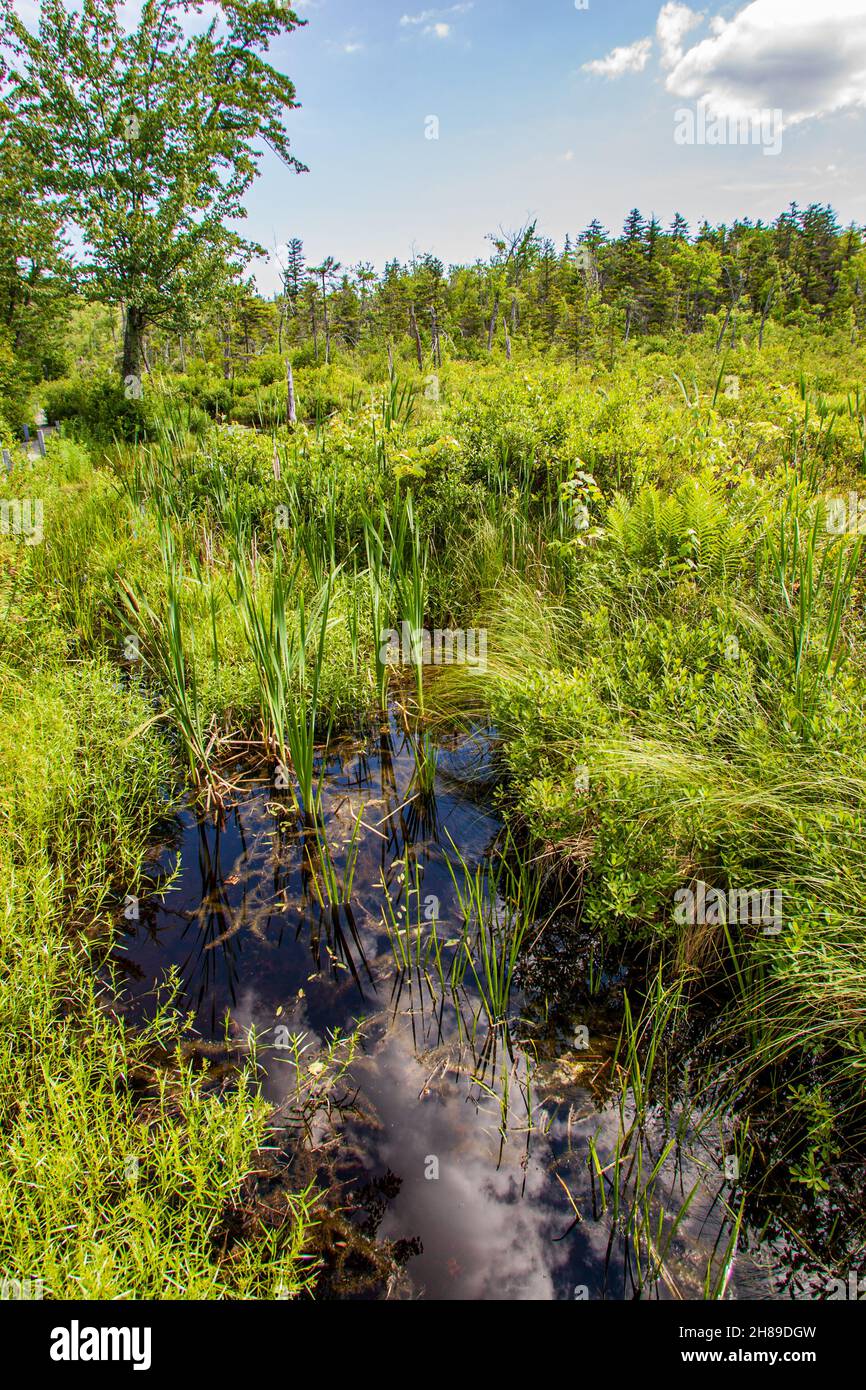 Hawley Bog in Western Massachusetts Stock Photo - Alamy