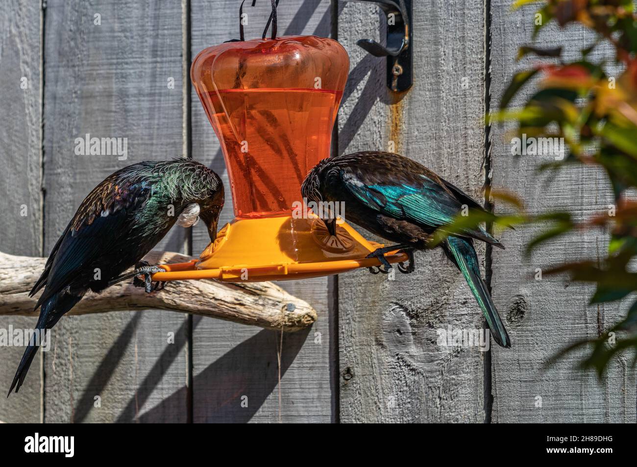 Different Bird Feeder High Resolution Stock Photography and Images - Alamy