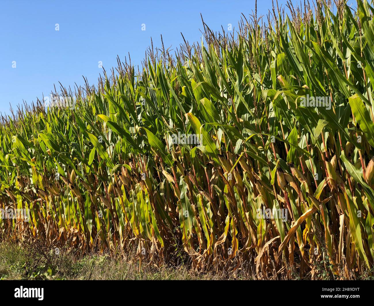 Corn fields in picardy Stock Photo - Alamy