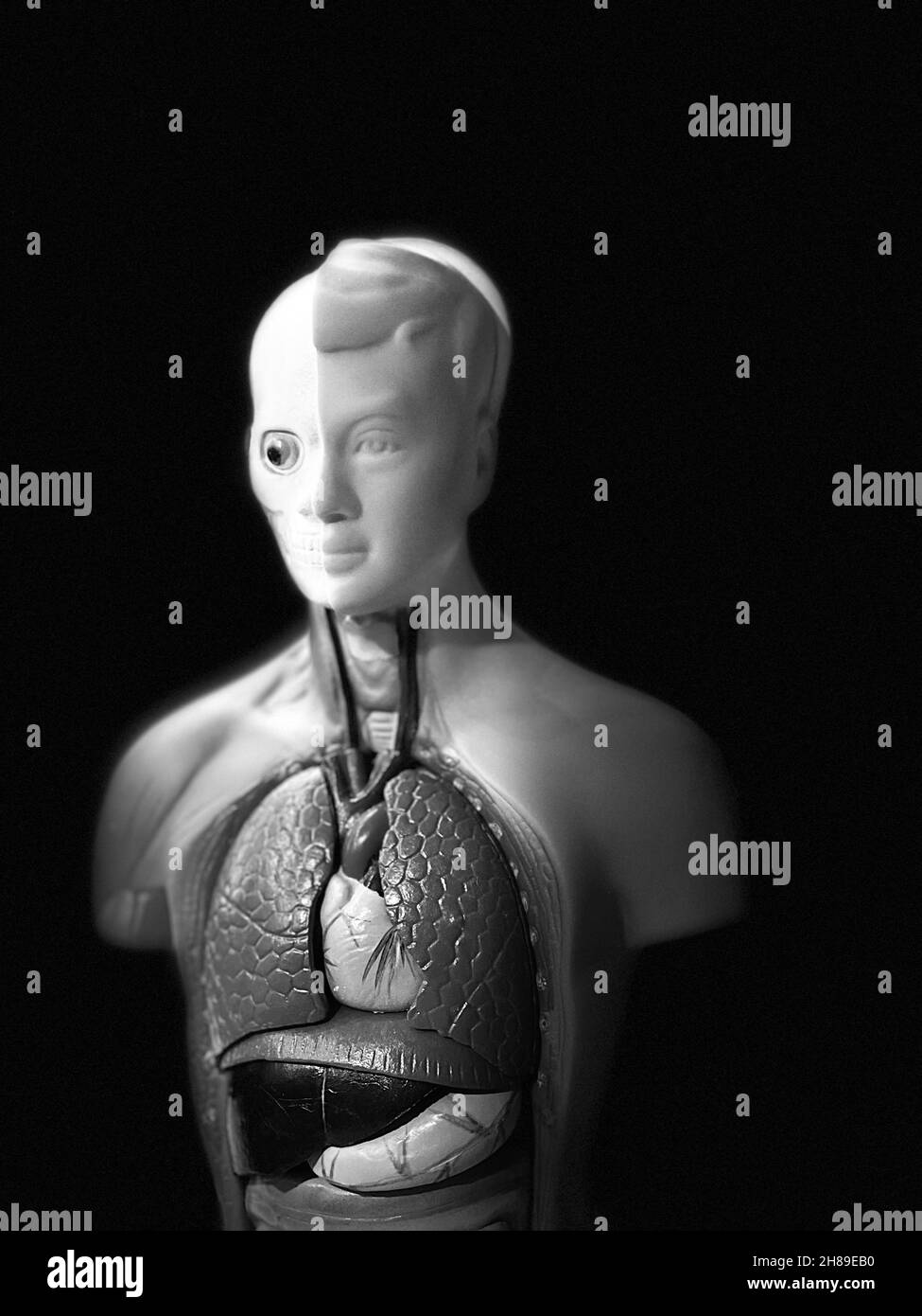 Human body limb hi-res stock photography and images - Alamy